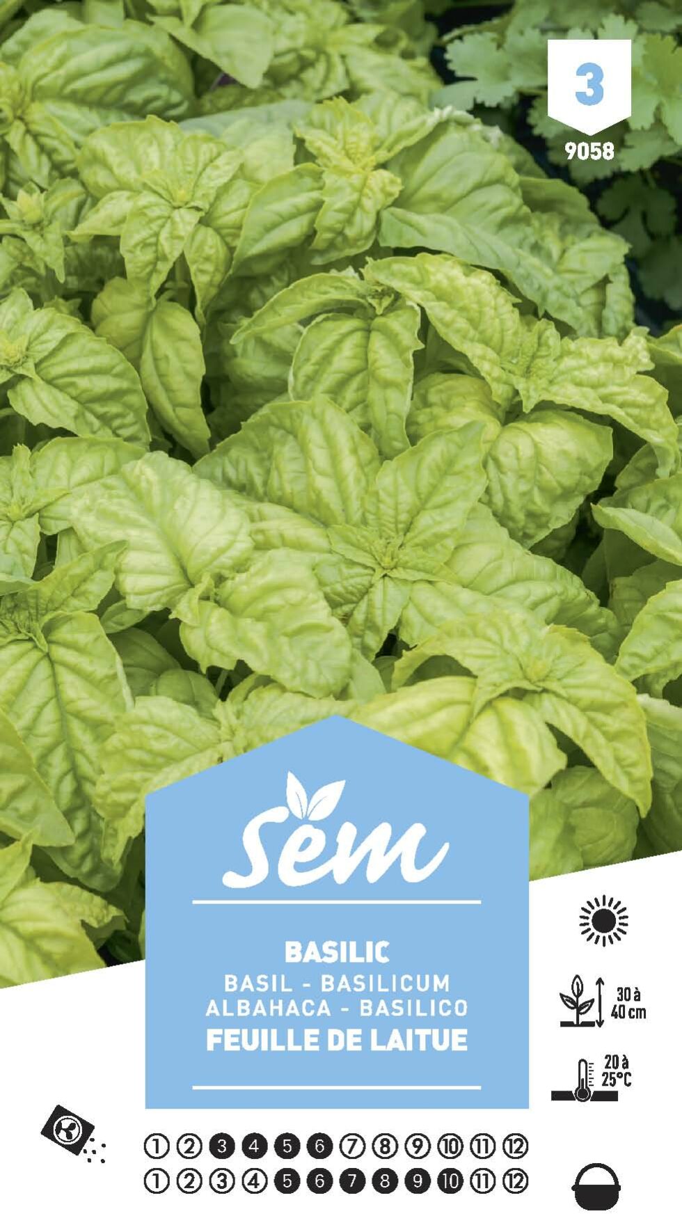 BASILIC FEUILLE DE LAITUE | SEM