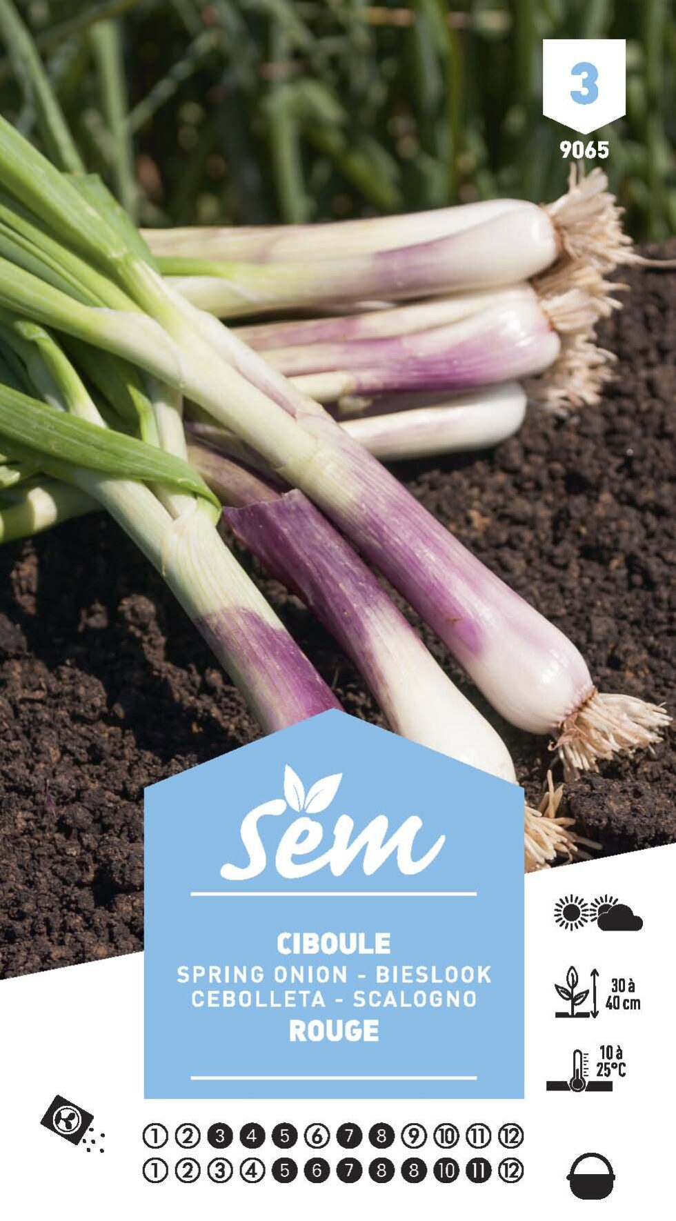 CIBOULE ROUGE | SEM