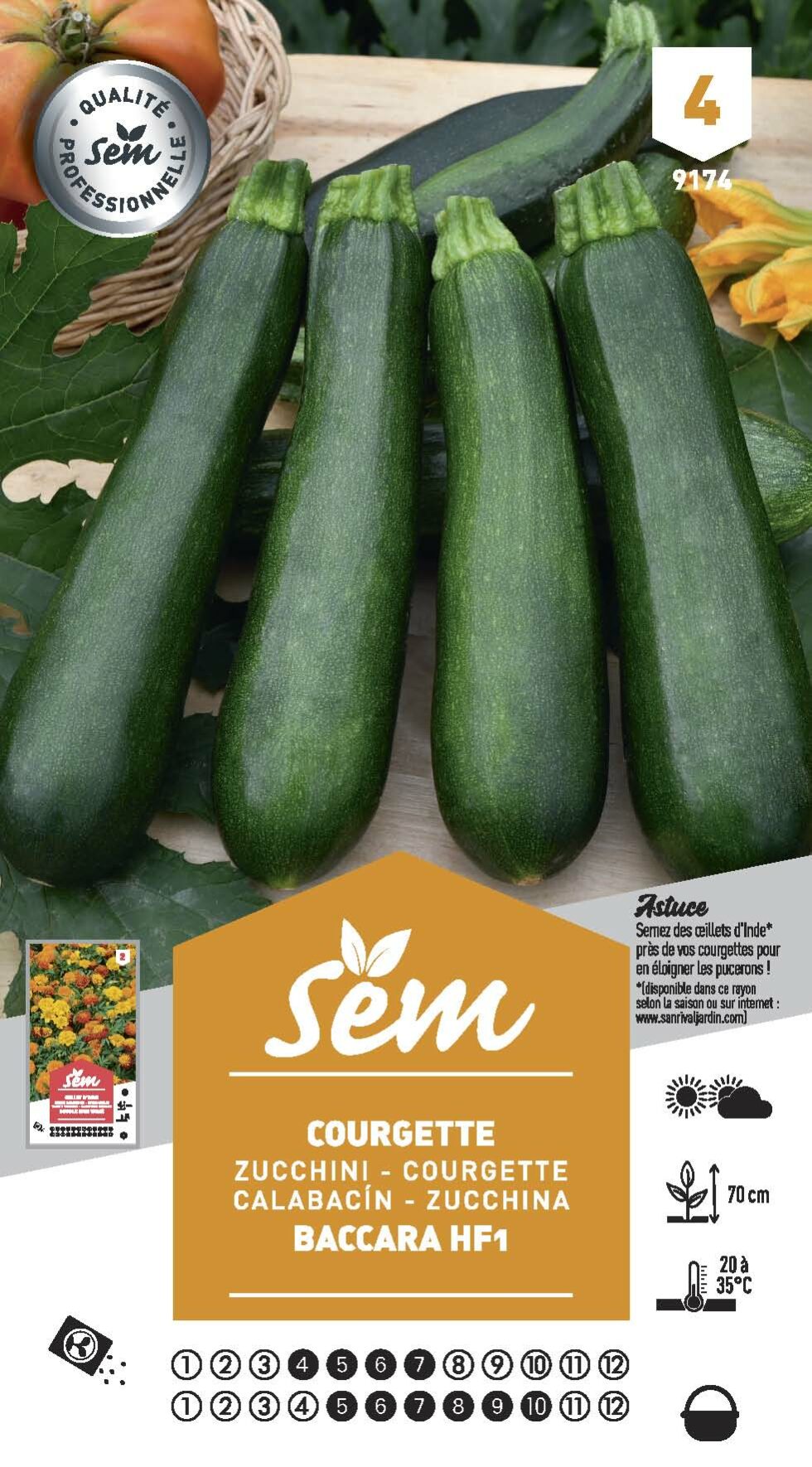 COURGETTE BACCARA HF1 | SEM