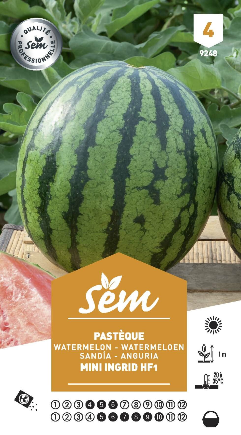 PASTÈQUE MINI INGRID HF1 | SEM
