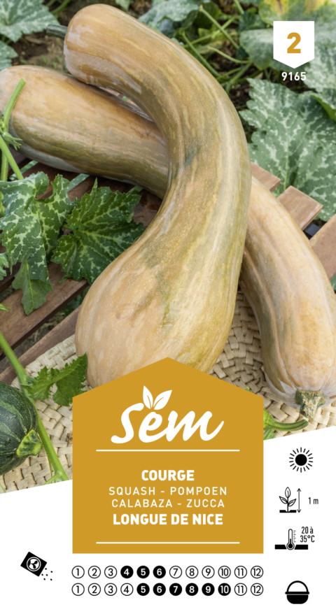 COURGE LONGUE DE NICE | SEM
