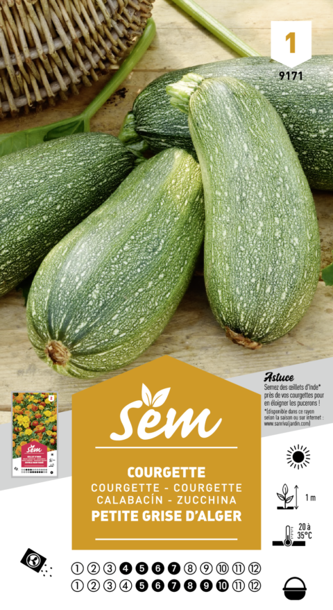 COURGETTE PETITE GRISE D’ALGER | SEM