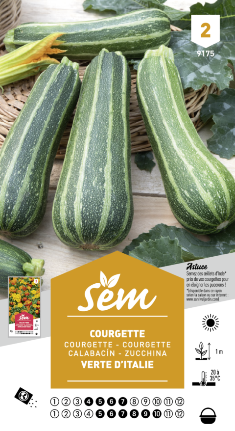 COURGETTE VERTE D’ITALIE | SEM