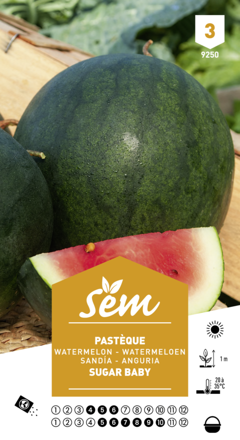 PASTÈQUE SUGAR BABY | SEM